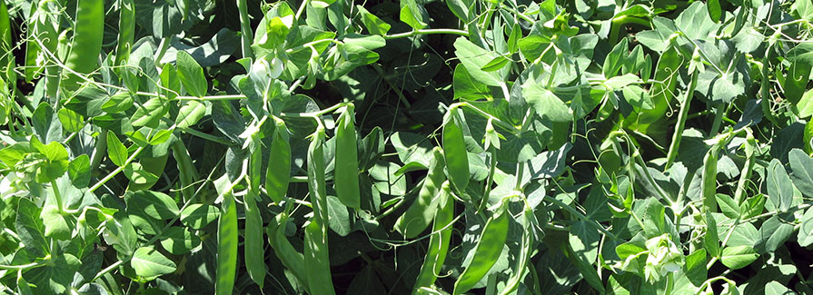 Sockerärt Sweet Sahara