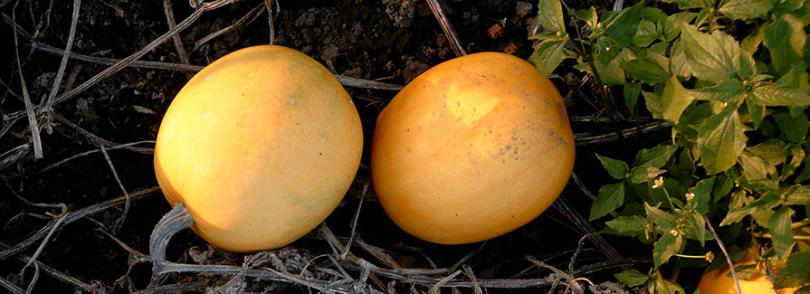 Small Wonder, obetat