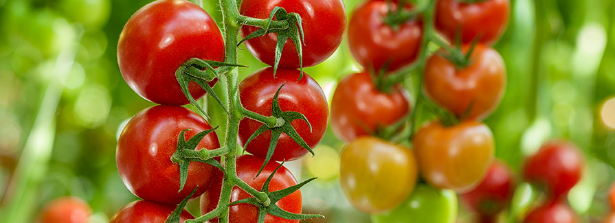 Tatami RZ F1, obetat