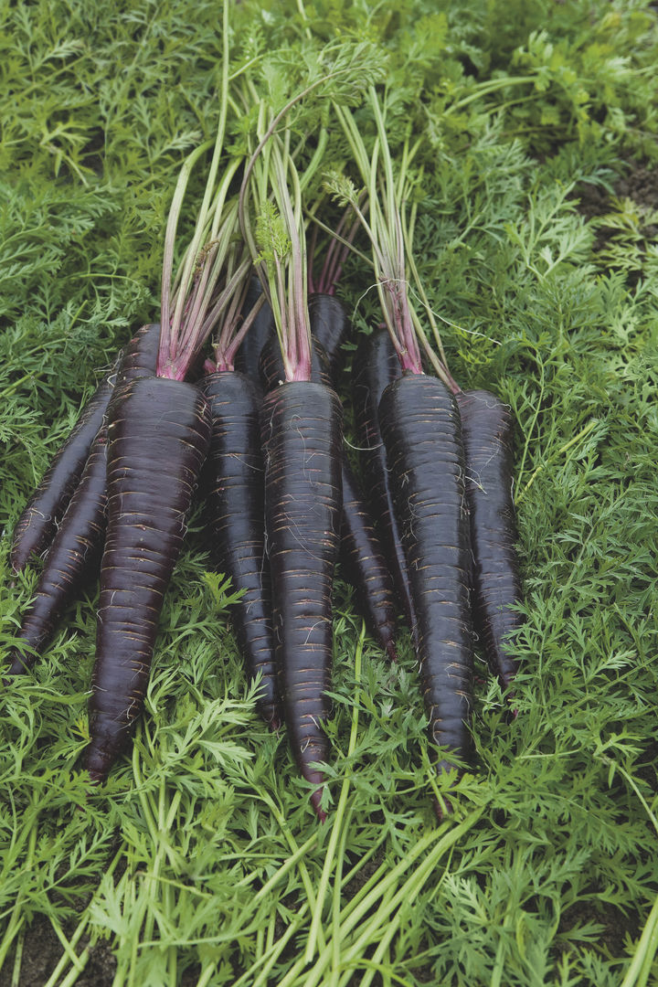 Morot Deep Purple F1