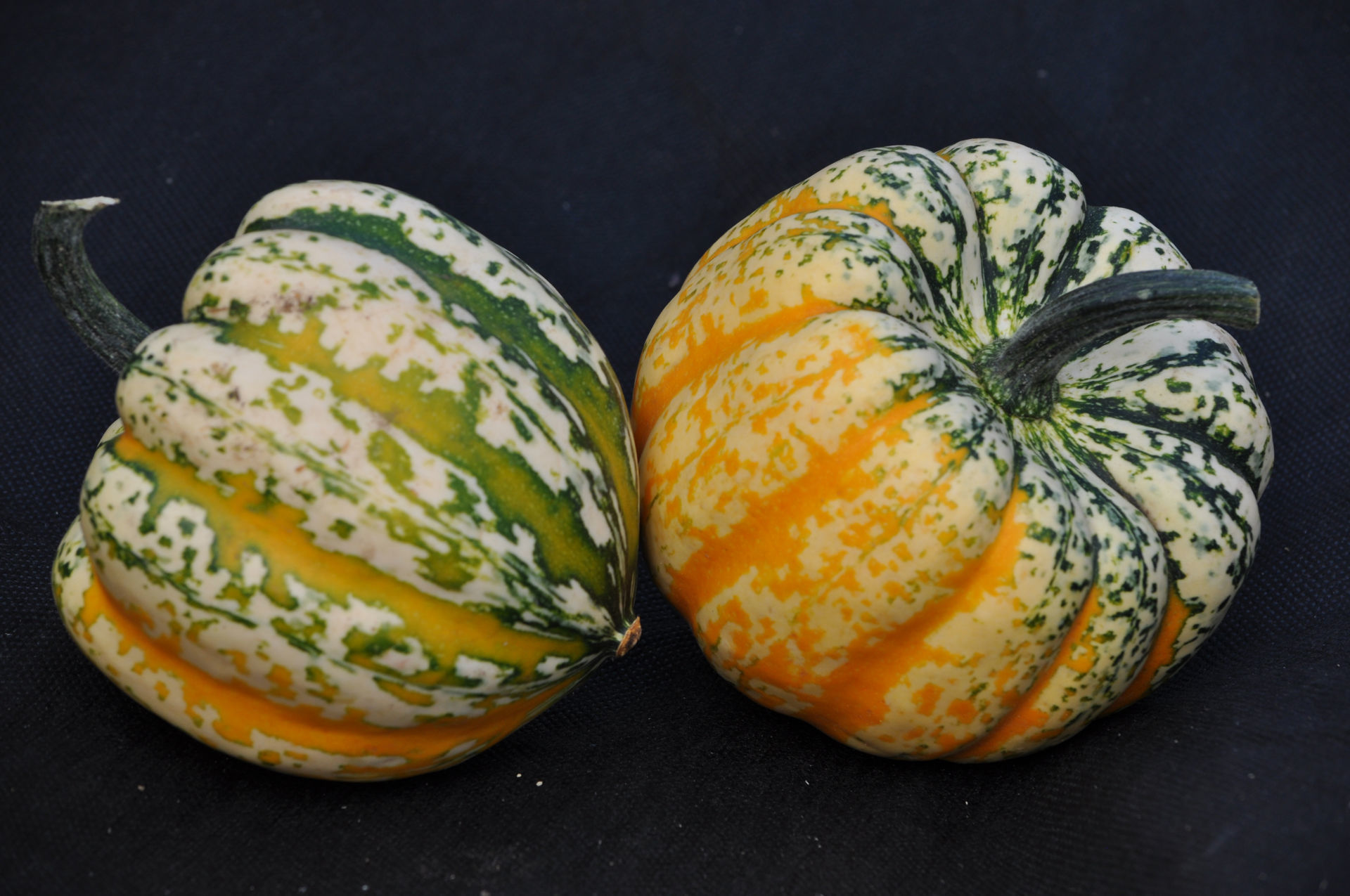 Prydnadspumpa Festival F1