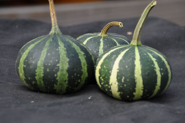 Prydnadspumpa - separata färger