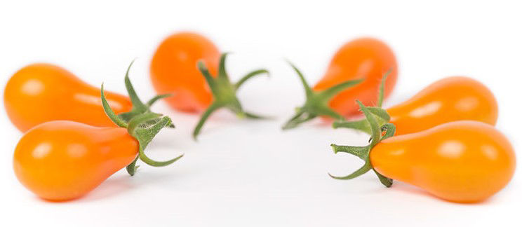 Tomat Operino RZ F1 GSPP