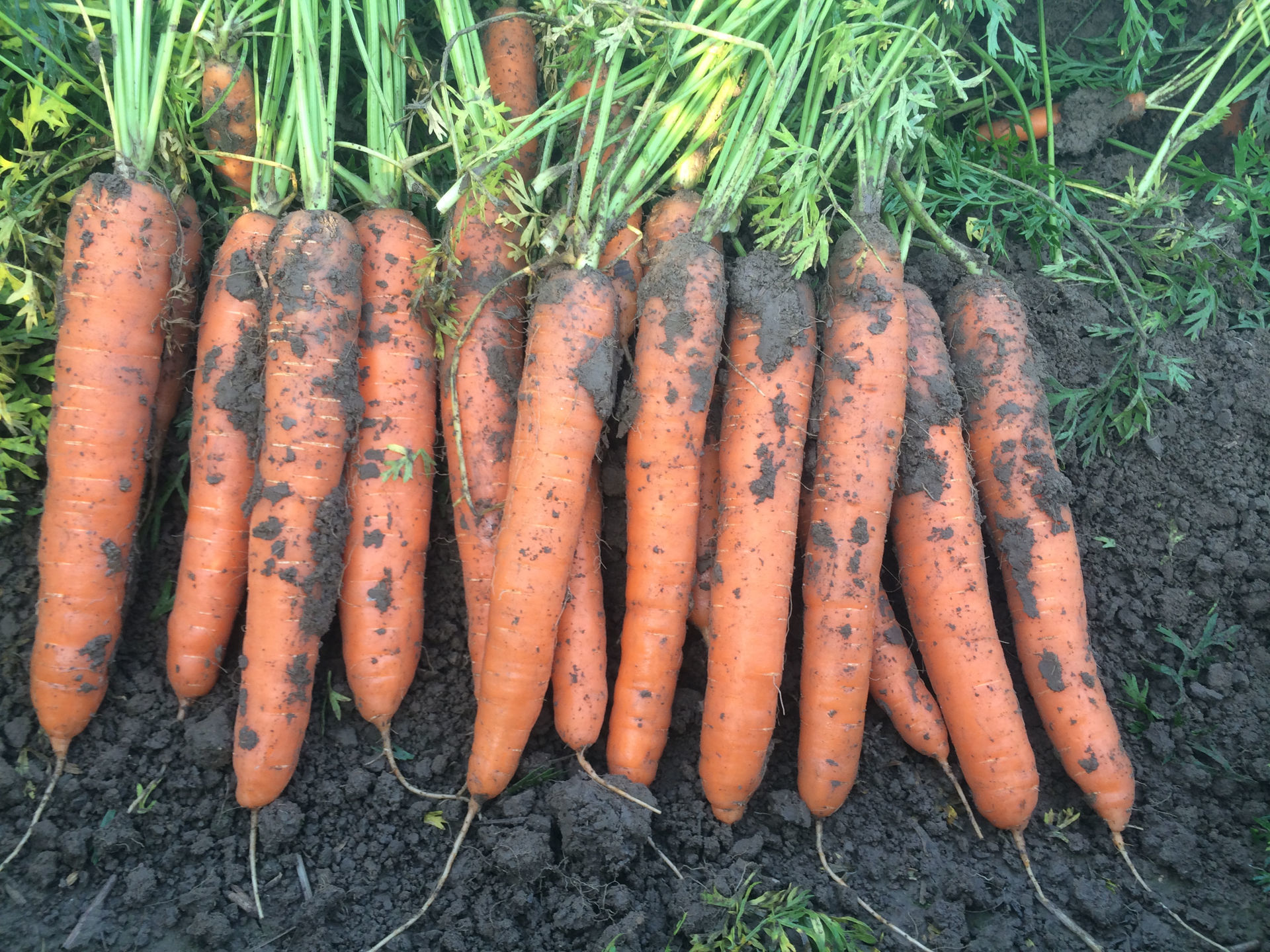 Morot Miami F1, ekologiskt odlat frö