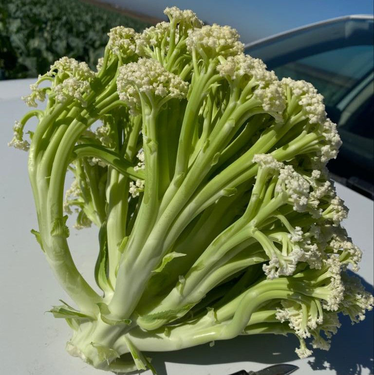 Blomkål, special Blumini