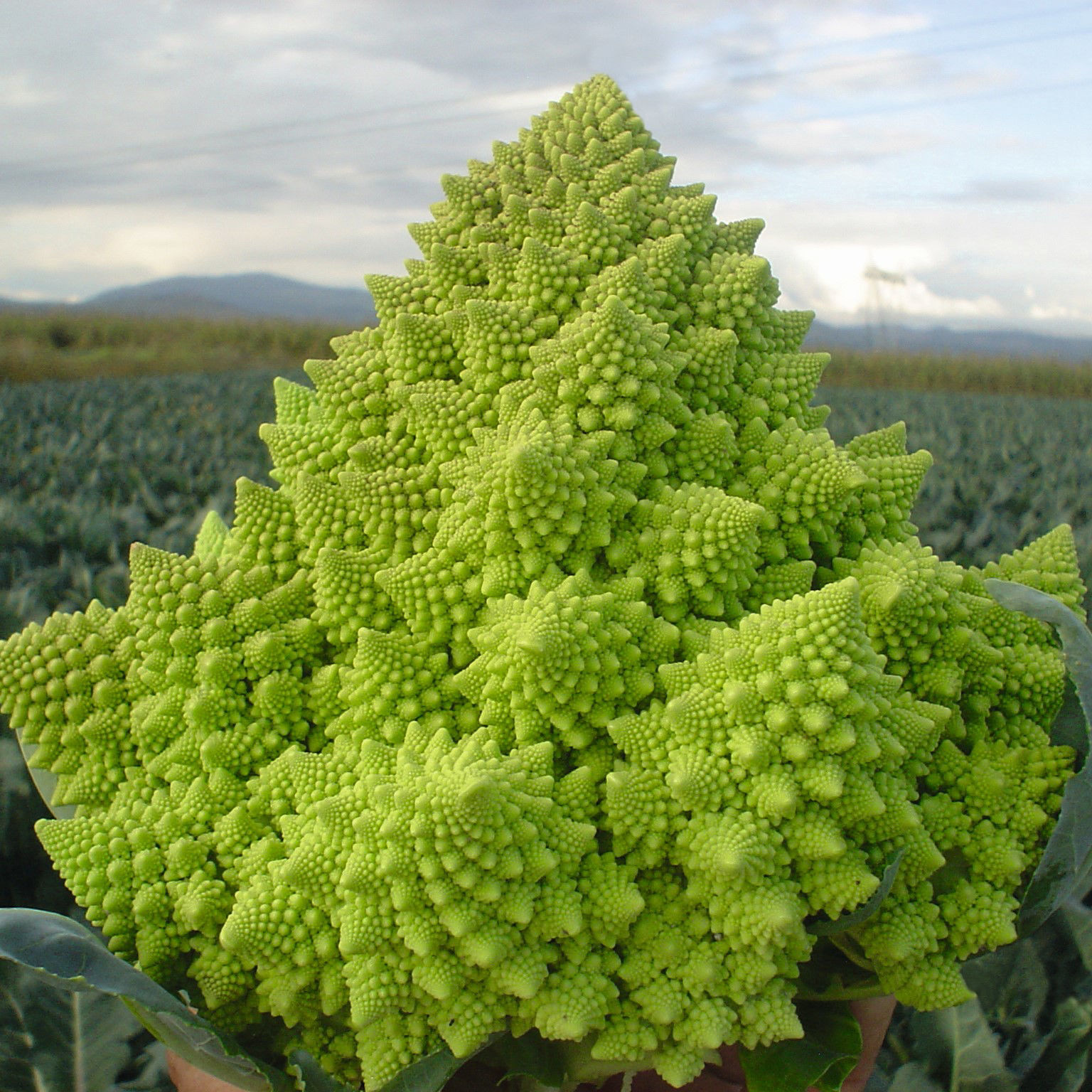 Romanesco Veronica F1, ekologiskt odlat frö