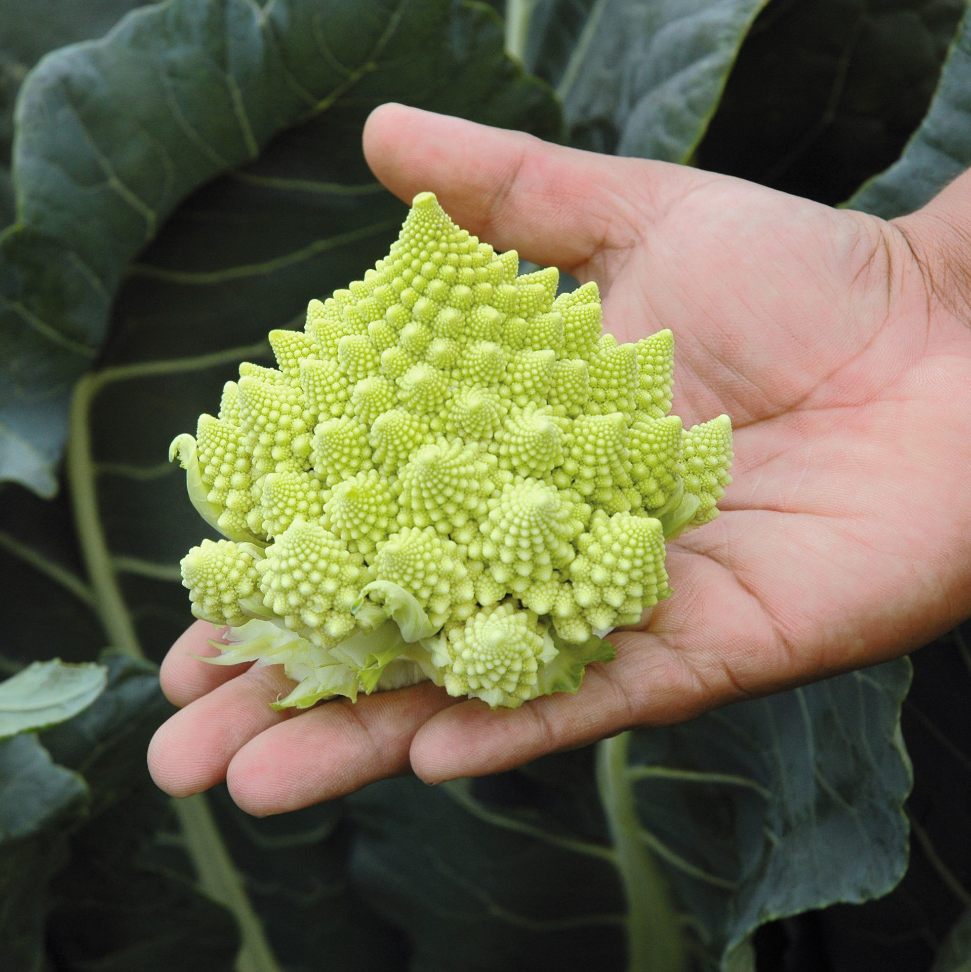 Romanesco White Gold F1