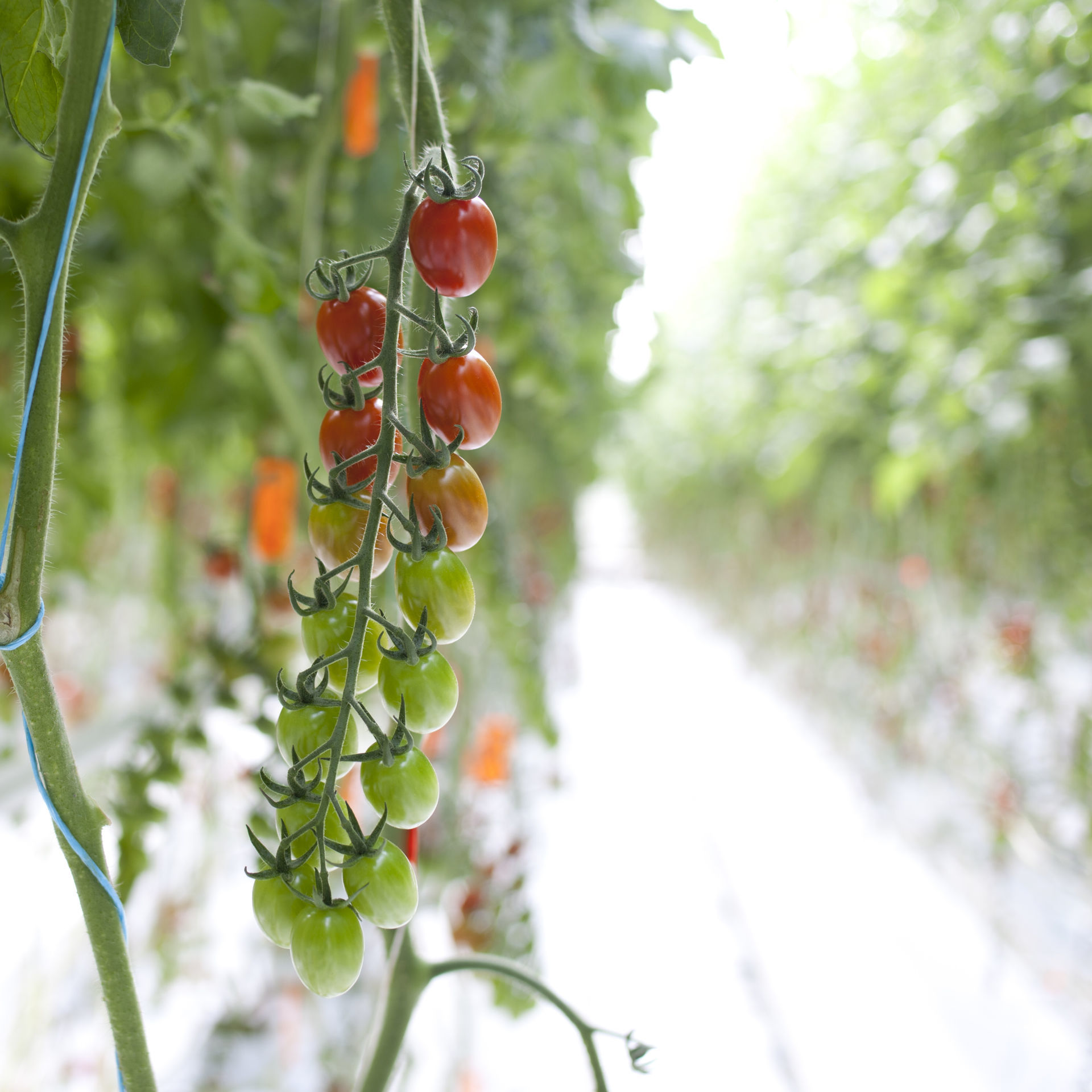 Tomat Solarino RZ F1