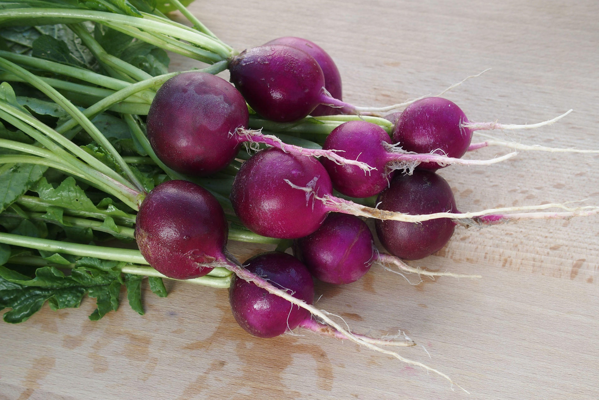 Rädisa Viola