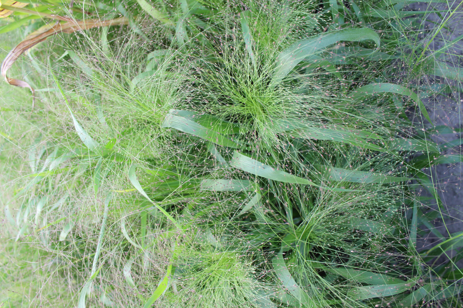 Panicum QIS Sprinkles