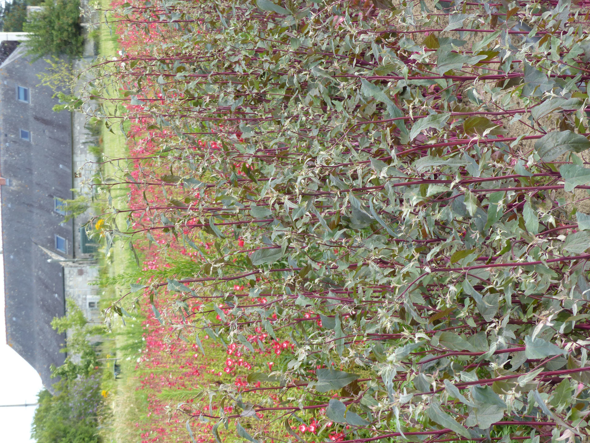 Atriplex Copper Plume