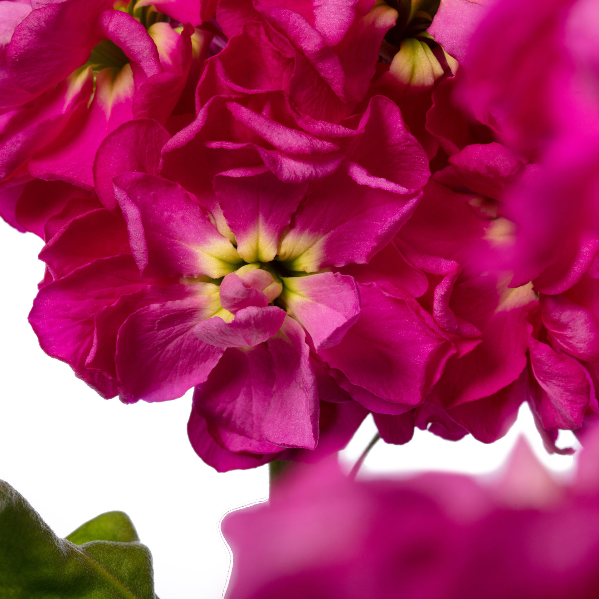 Matthiola Milla Rose