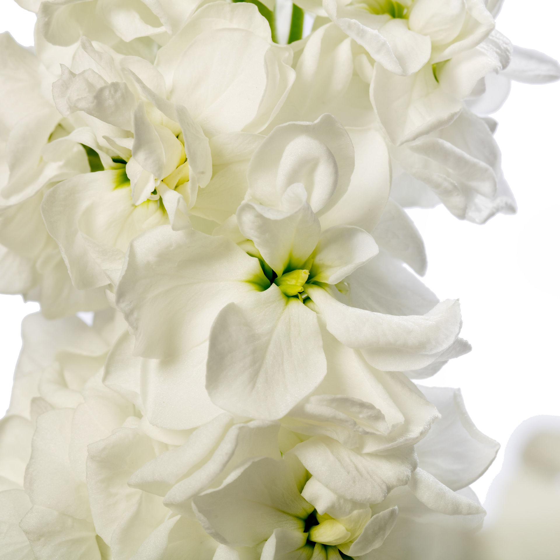 Matthiola Milla White