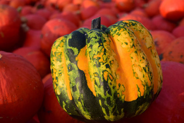 Prydnadspumpa - separata färger