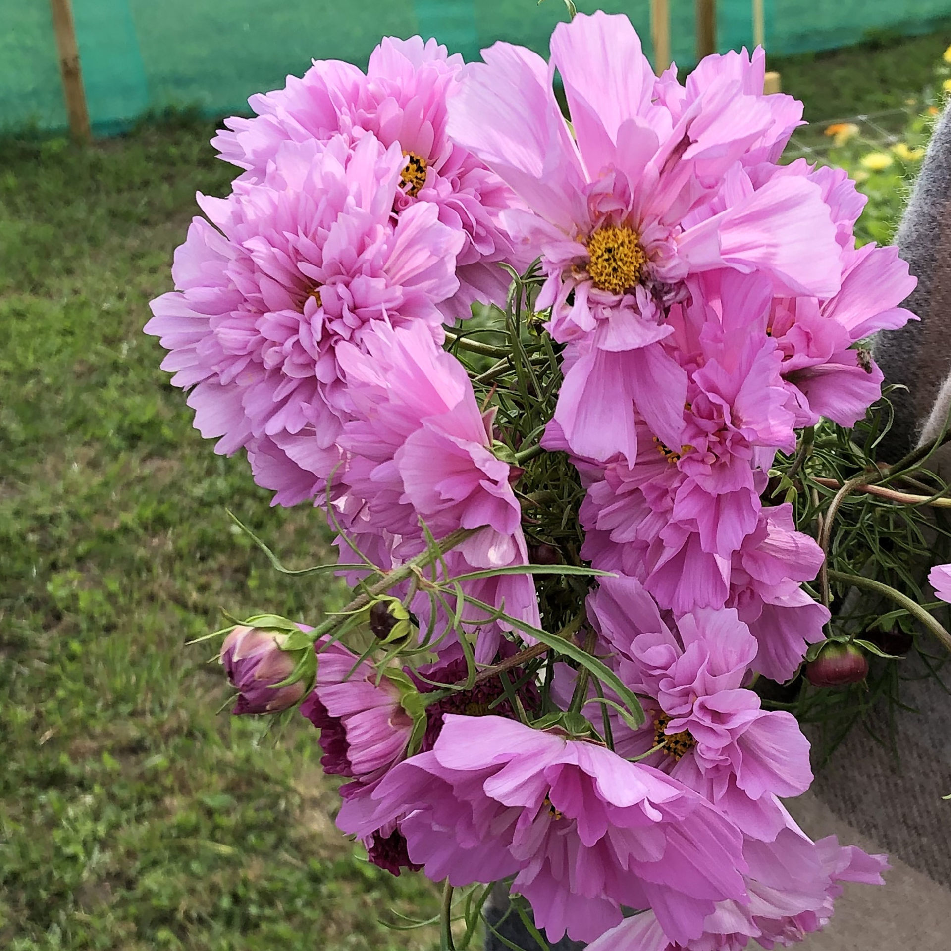 Cosmos Double Click Rose BonBon