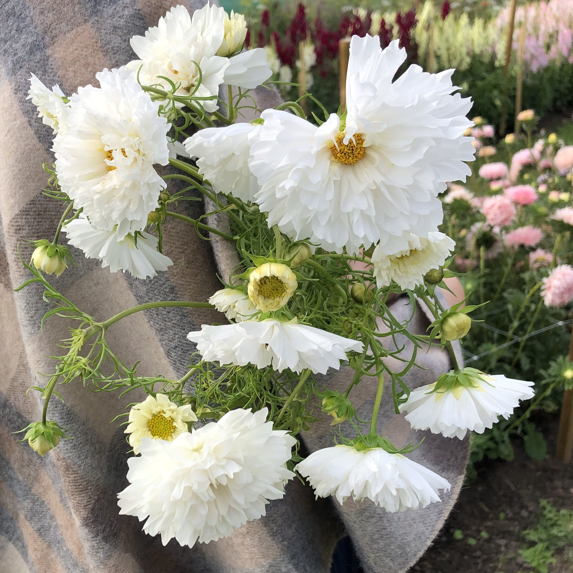Cosmos Double Click Snow Puff