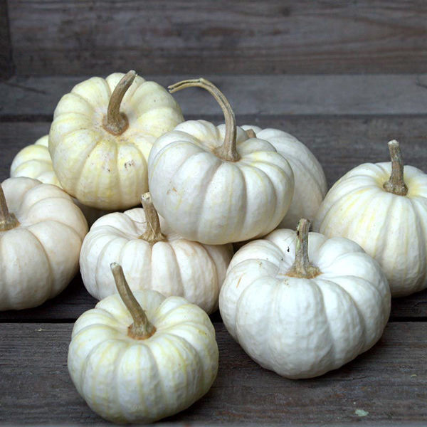 Prydnadspumpa - separata färger