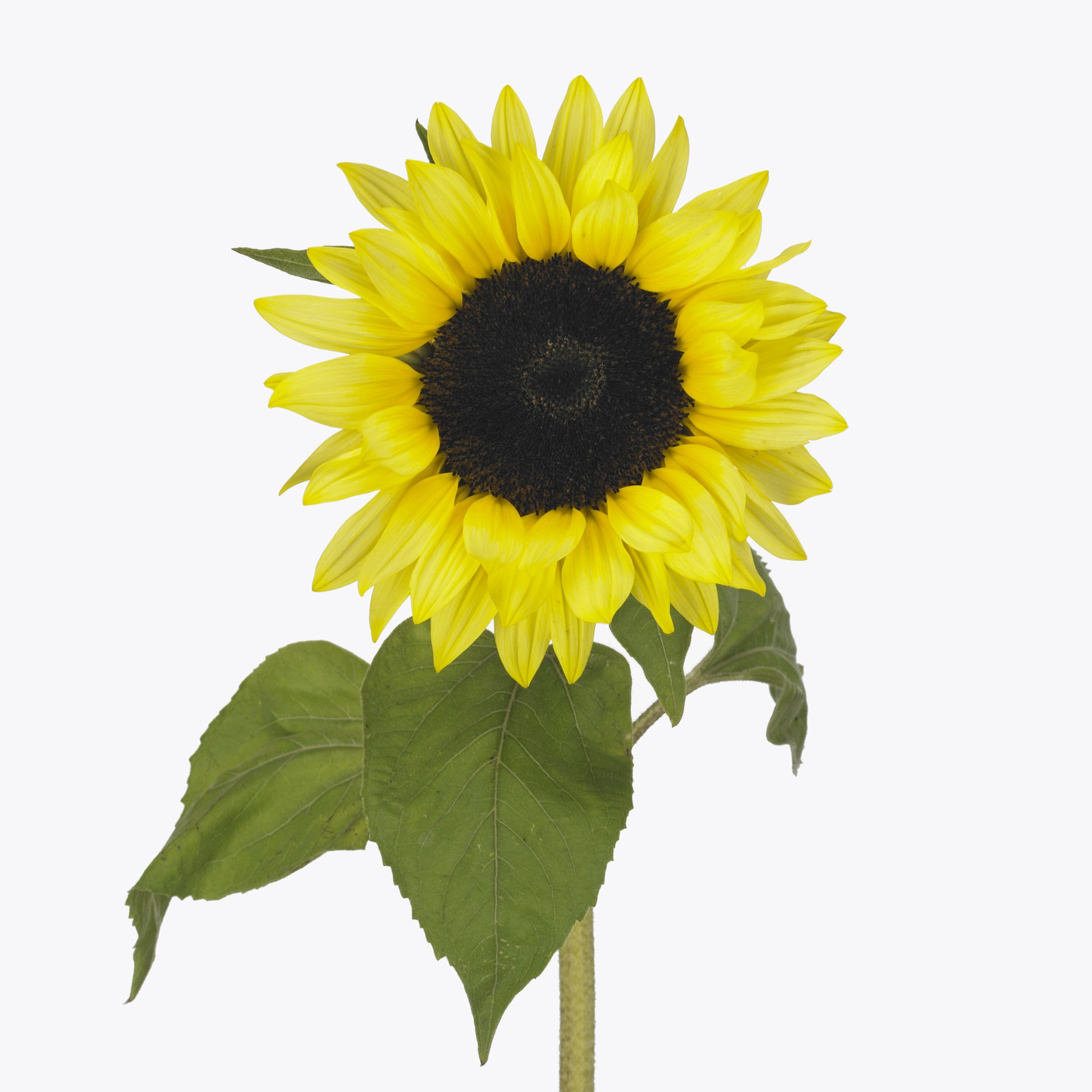 Solros Limoncello F1