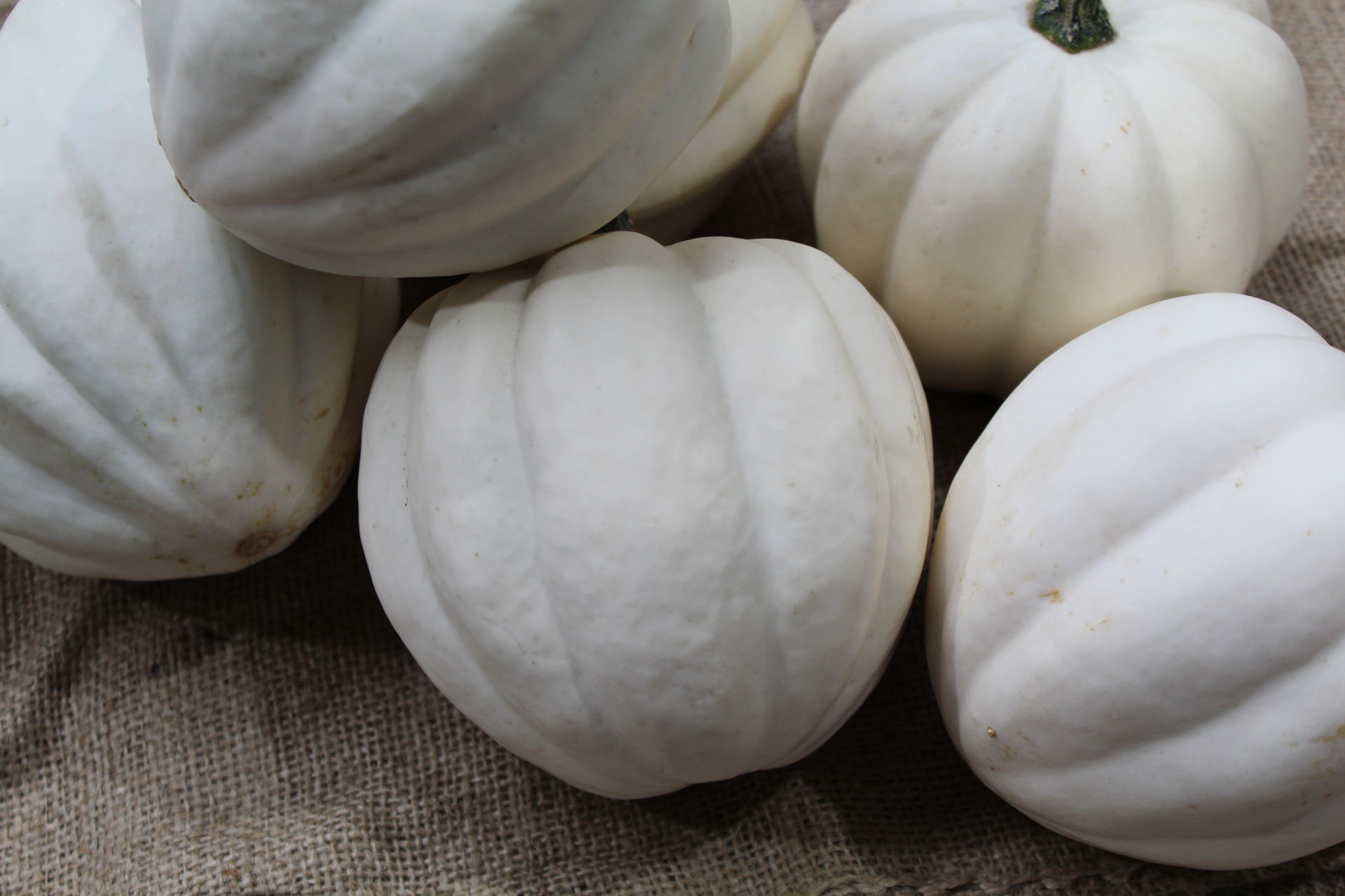 Pumpa White Pearl