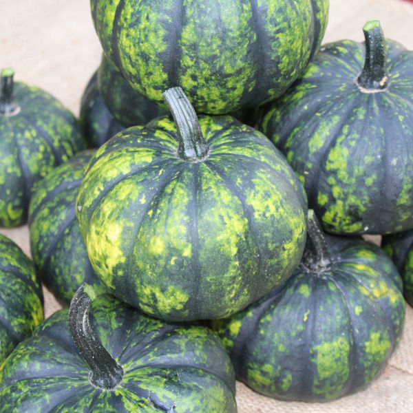 Prydnadspumpa - separata färger